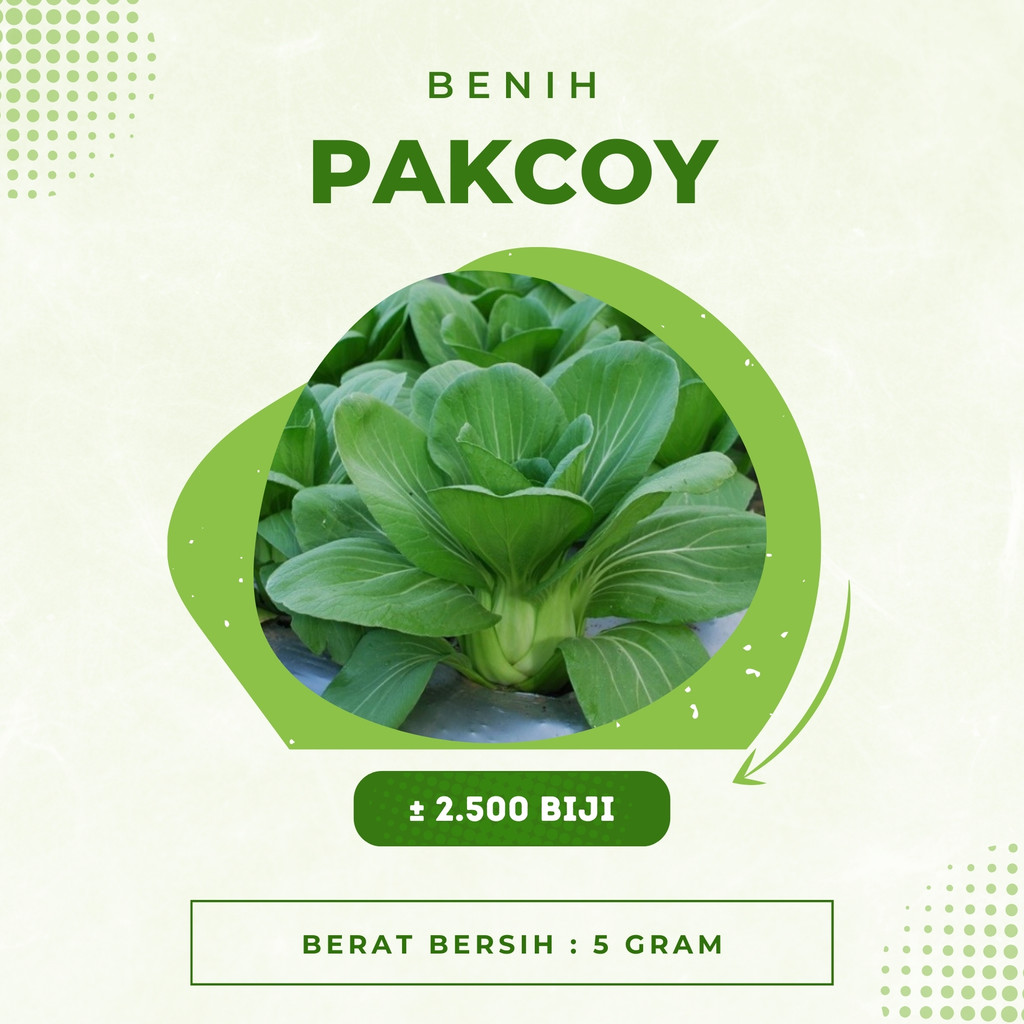 Jual 2500 Benih Sayuran Pakcoy Murah Meriah Bibit Pakcoy Unggul Terbaik ...