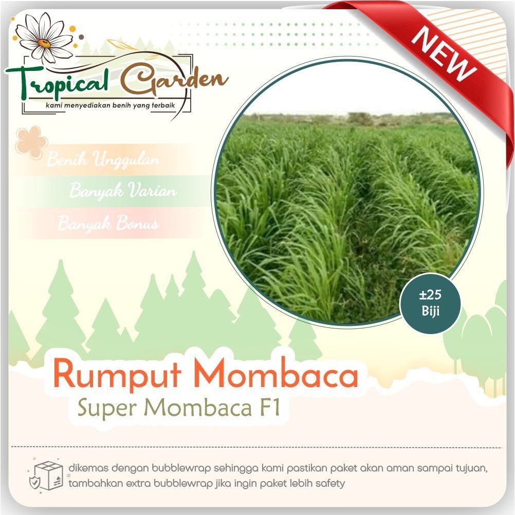 Jual Benih Biji Rumput Mombaca Super F1 Bibit Rumput Mombasa Ghine ...