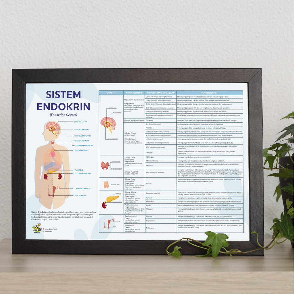 Jual Poster Edukasi Biologi SISTEM ENDOKRIN Alat Peraga Tingkat SMA ...