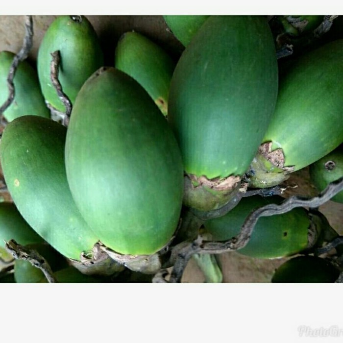Jual Buah pinang Muda 1kg | Shopee Indonesia