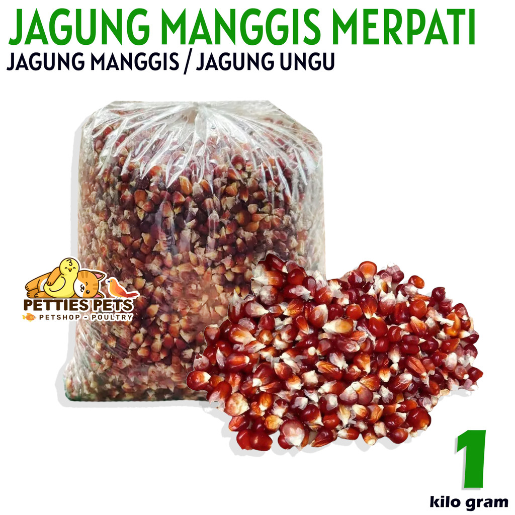 Jual PTS jagung manggis jagung ungu 1kg pakan merpati dara ayam ...
