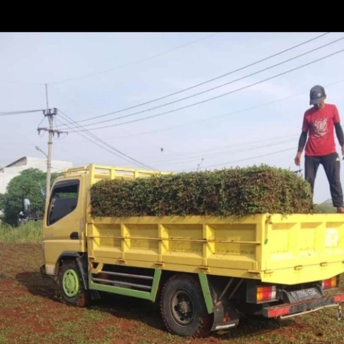 Jual rumput gajah biasa 1 engkel +100 meter | Shopee Indonesia