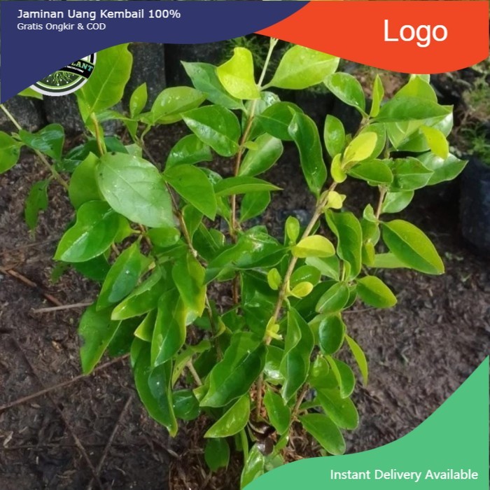 Jual Tanaman Hias Pagar Pohon Pangkas Kuning - Tanaman Pangkas kuning ...