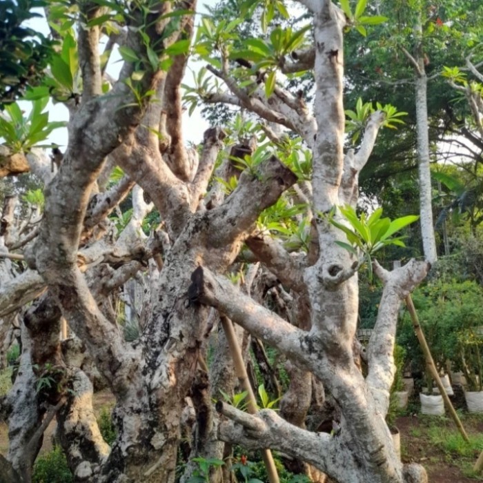 Jual pohon Kamboja posil batang besar | Shopee Indonesia