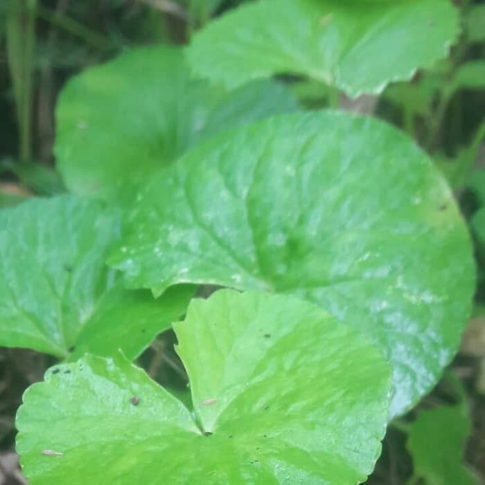 Jual Daun pegagang atau antanan 500gram (B_S) | Shopee Indonesia