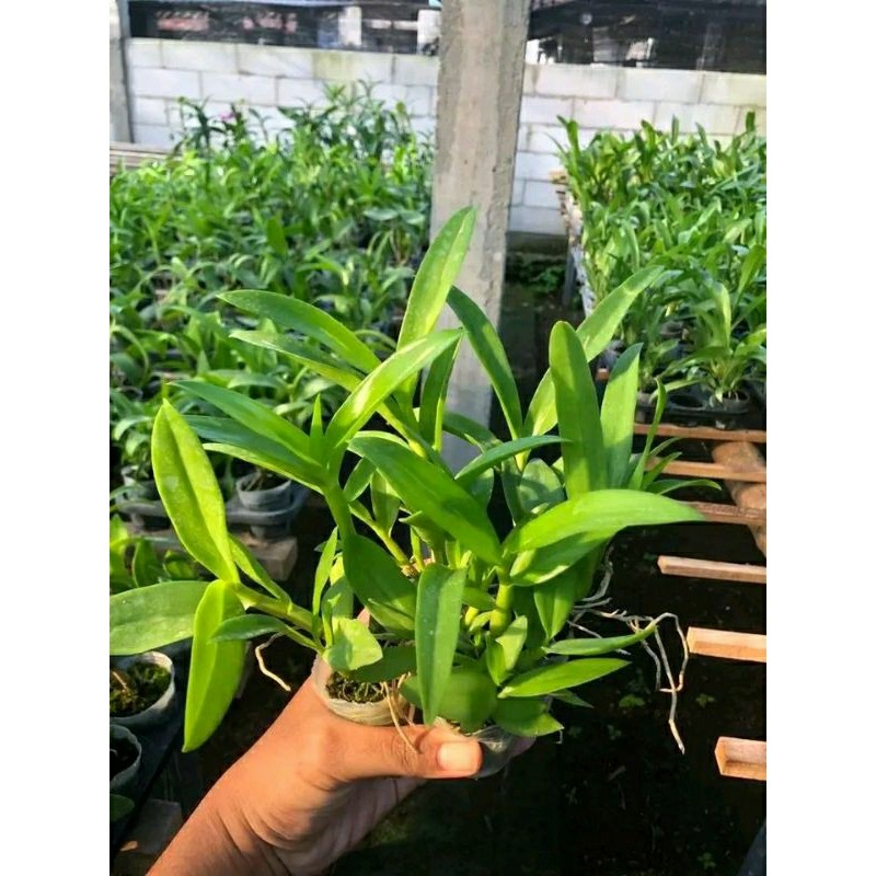 Jual Adelonz Bibit Anggrek 4 Jenis Dewasa Merah-Putih-Pink-Ungu-Angrek ...