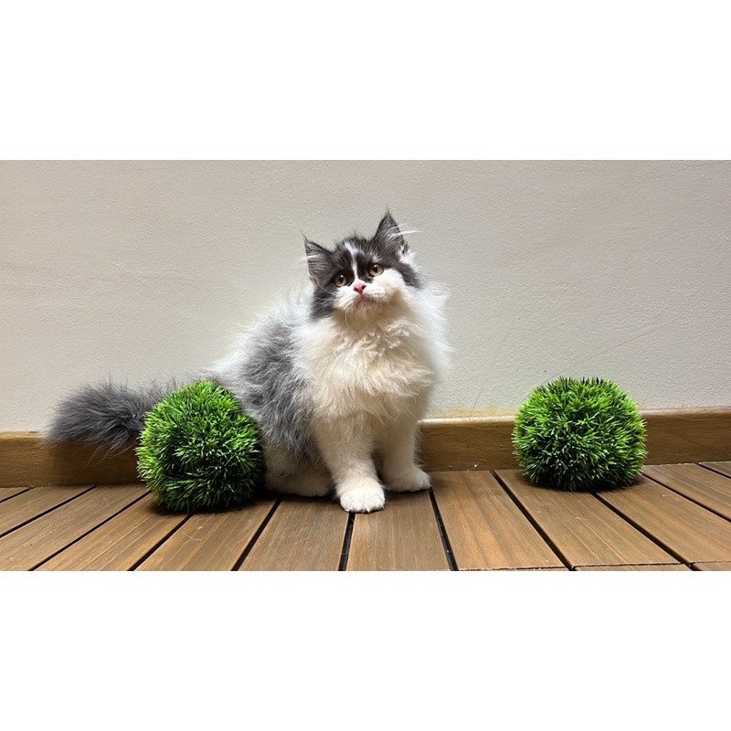 Jual kucing persia platnose longhair ragdoll mainchoon munckhin ...