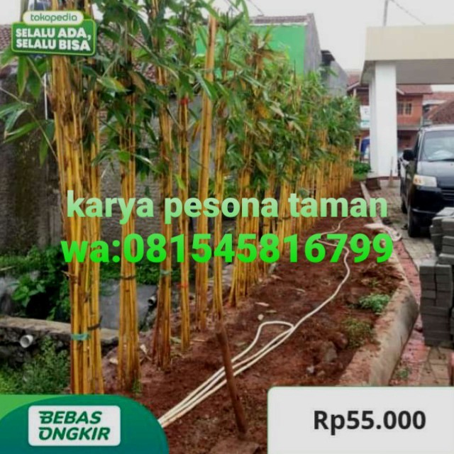Jual bambu kuning | bambu hoki | bambu panda | pohon bambu grosir ...
