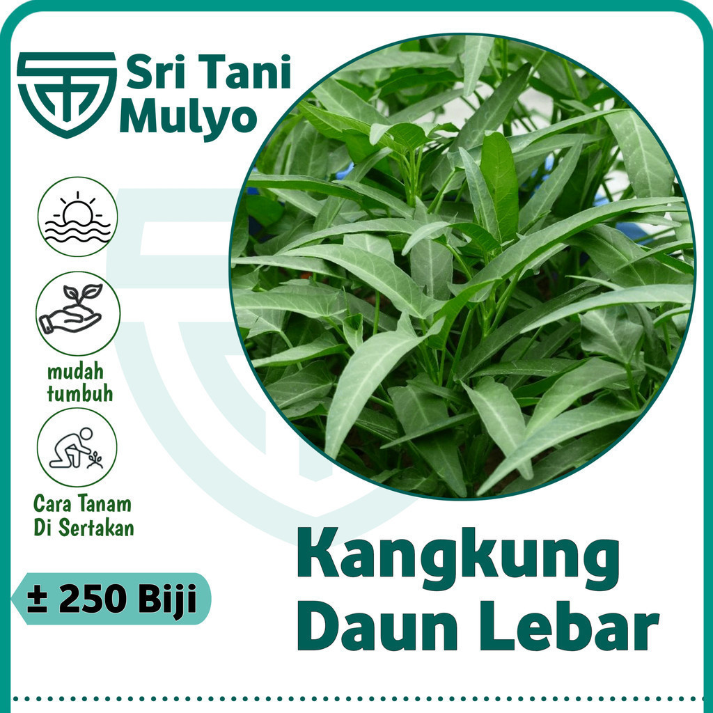 Jual 300 Biji - Benih Kangkung Daun Lebar VARIETAS LOKAL - Bibit ...