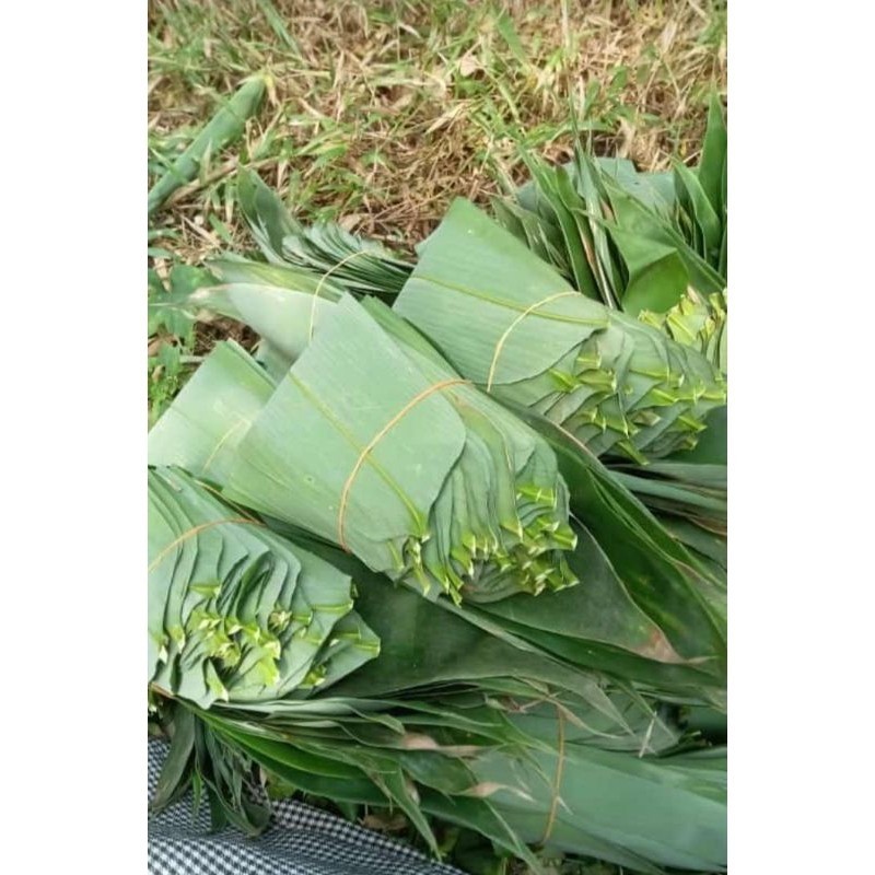 Jual 100 lembar Daun Bambu Kwecang Kicang Lebar 3-4 jari bisa request ...