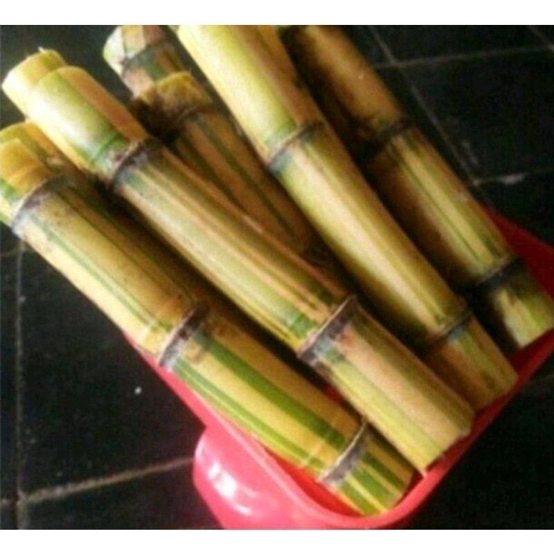 Jual 1 kg tebu kuning untuk bibit dan bisa di konsumsi COD | Shopee Indonesia