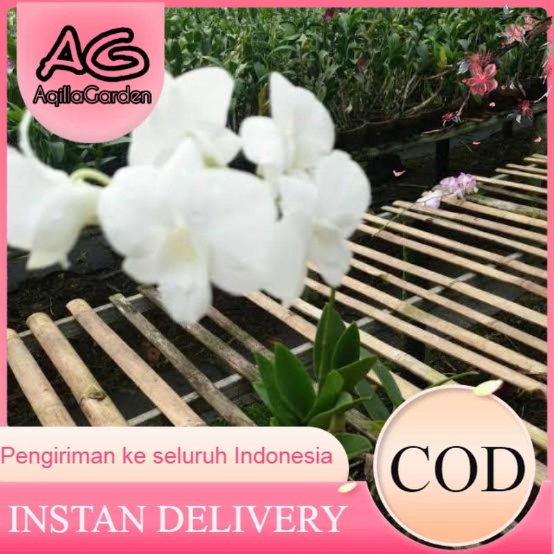 Jual anggrek dendrobium bunga putih | Shopee Indonesia