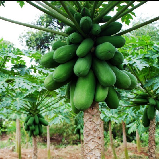 Jual Bibit Pohon Pepaya California 20-30 cm - Tanaman Buah Calina IPB 9 ...