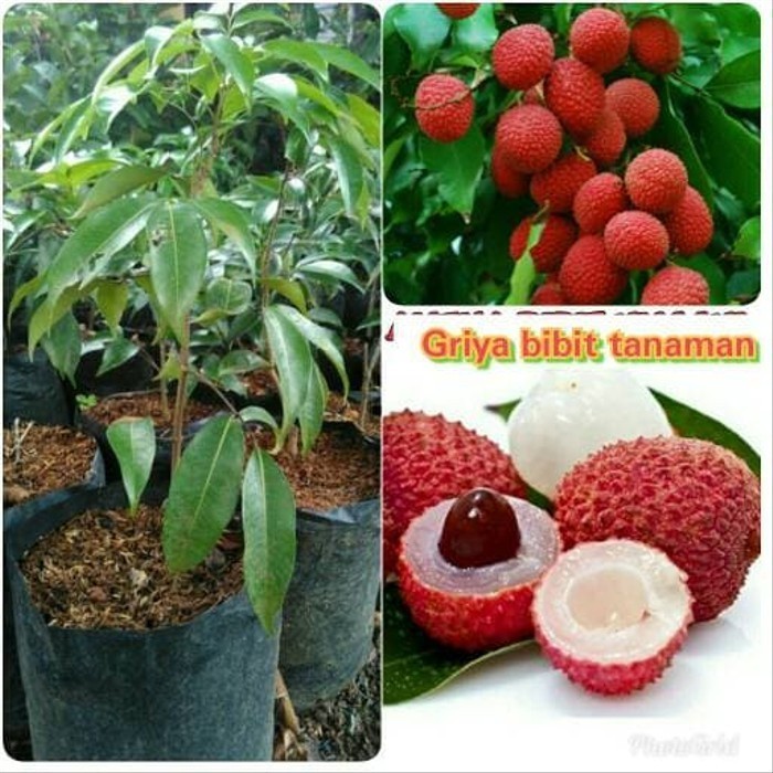 Jual BIBIT BUAH LECI MERAH SUPER | Shopee Indonesia