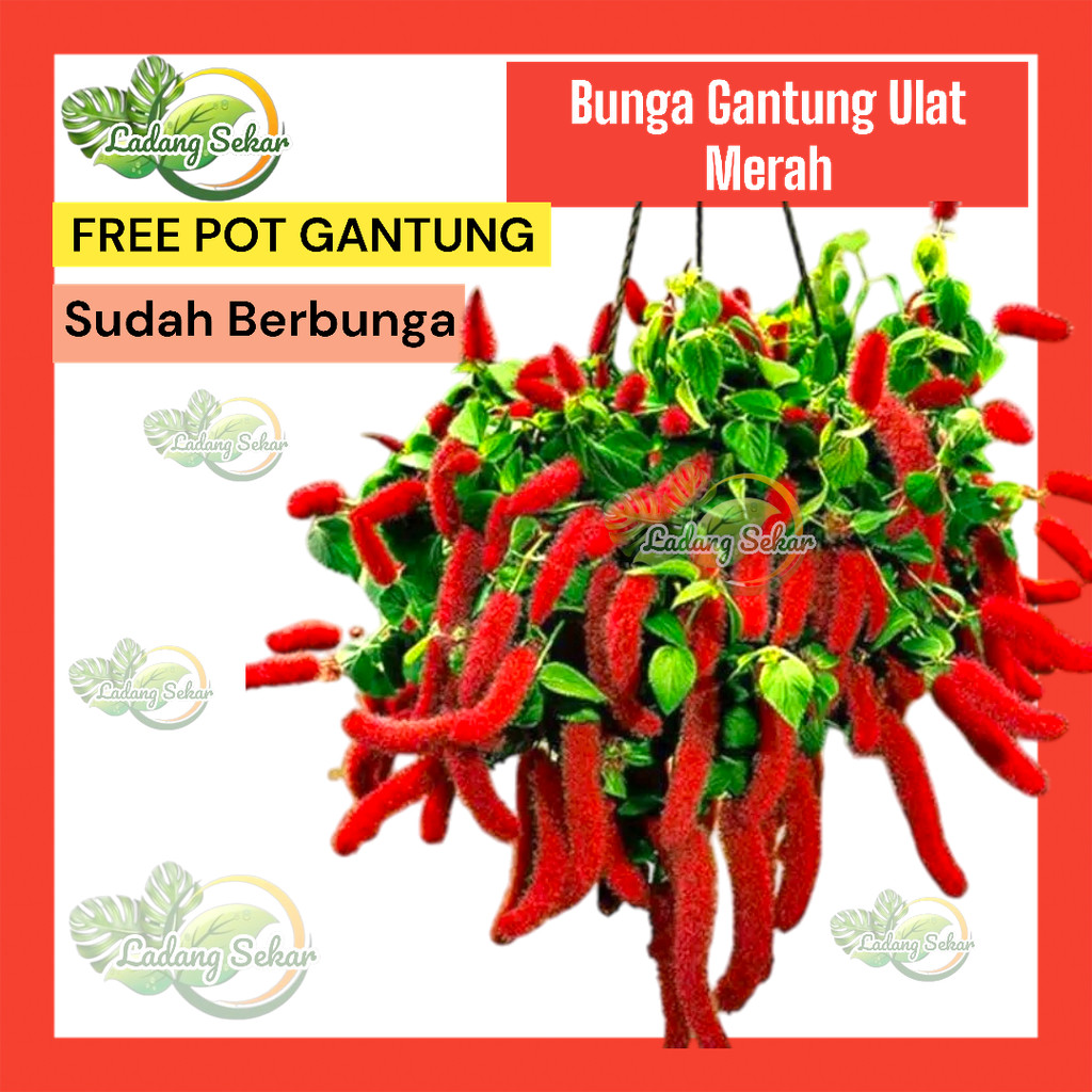 Jual Bunga Gantung tanaman hias bunga ulat merah - acalypha steffi ...