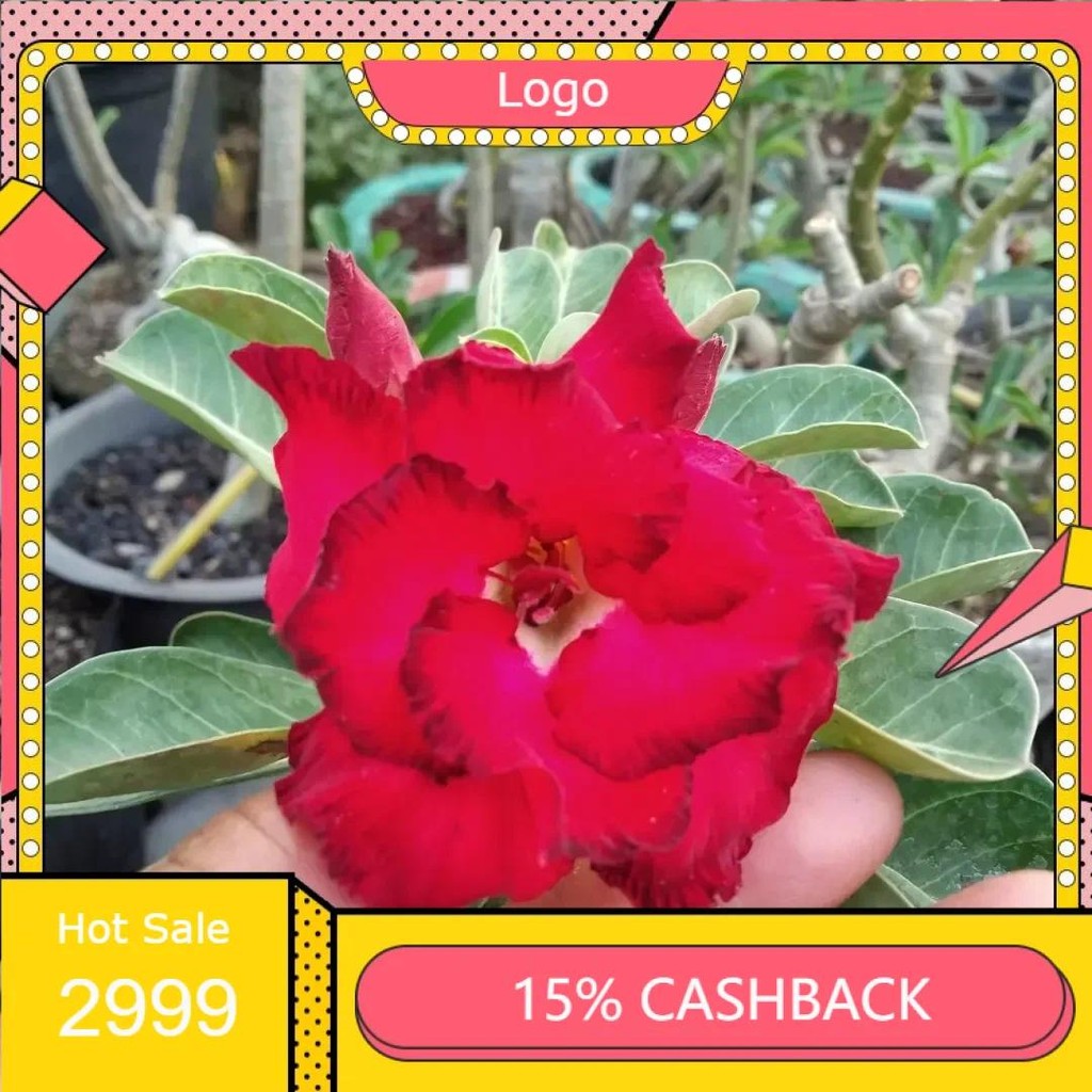 Jual BUNGA ADENIUM GRAFTINGAN SAMBUNGAN BUNGA TUMPUK | Shopee Indonesia