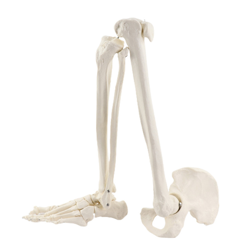 Jual Medical Anatomical Human Lower Limb Model Skeleton Anatomy Life ...