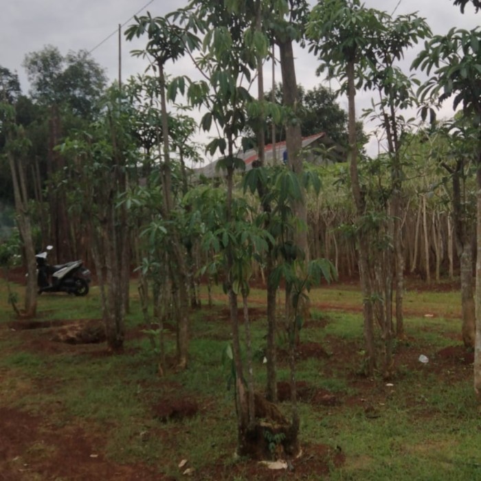 Jual Murah!!! Pohon Pule Gruping Pelindung - Pohon Pule tinggi 3 Meter ...