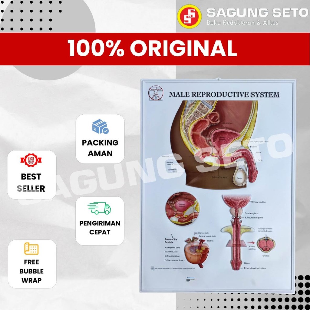 Jual POSTER MALE REPRODUCTIVE SYSTEM BS320RR-M 3D / POSTER SISTEM ...