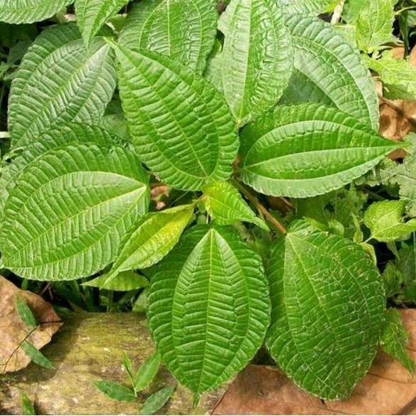 Jual Daun Pohpohan 500 gram | Shopee Indonesia