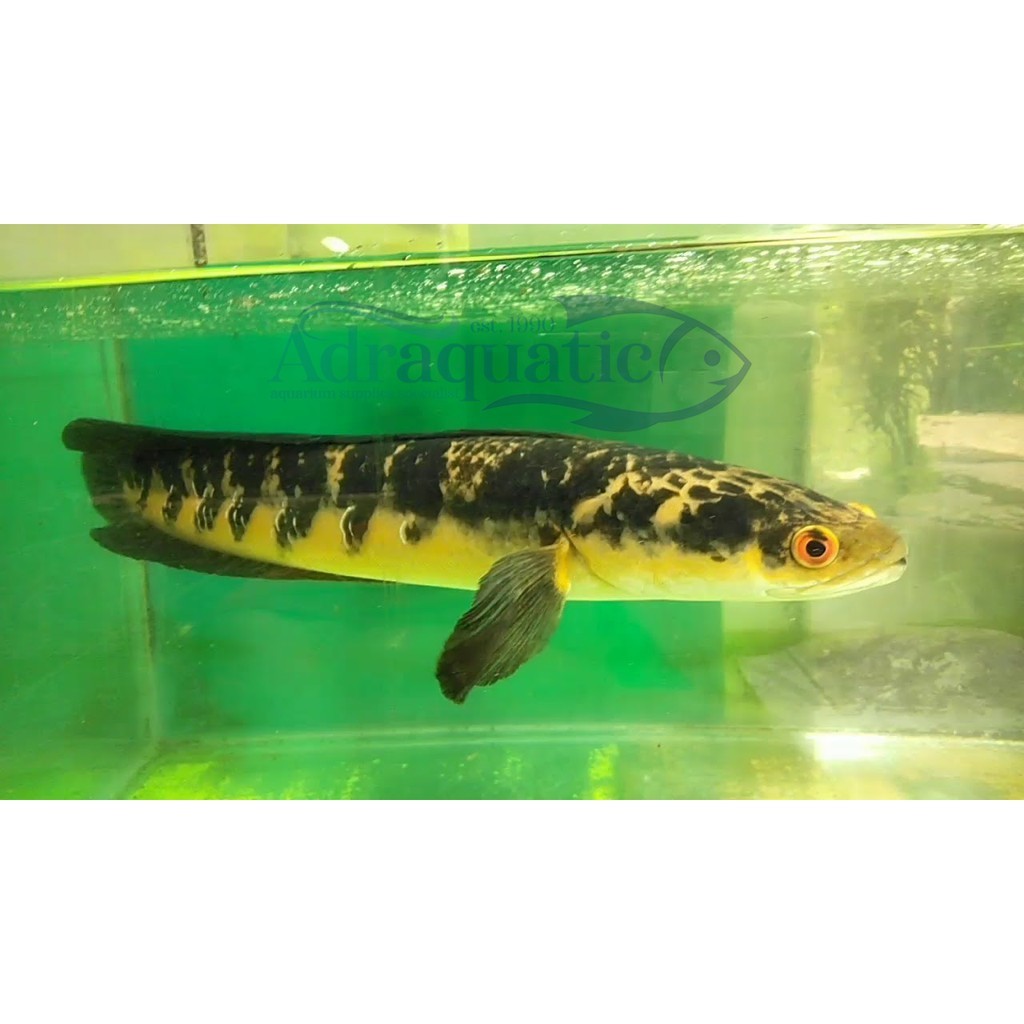Jual (INSTANT BANDUNG) IKAN HIAS CHANNA YELLOW MARU EMPEROR SNAKEHEAD ...