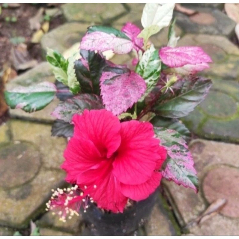 Jual KOKOWA FLORA Tanaman Hias Bibit Bunga Sepatu Variegata pohon ...