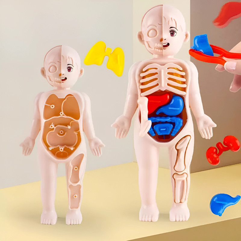 Jual Toy Studio Mainan Anak Human Body Model Sains Mainan Edukasi Organ ...