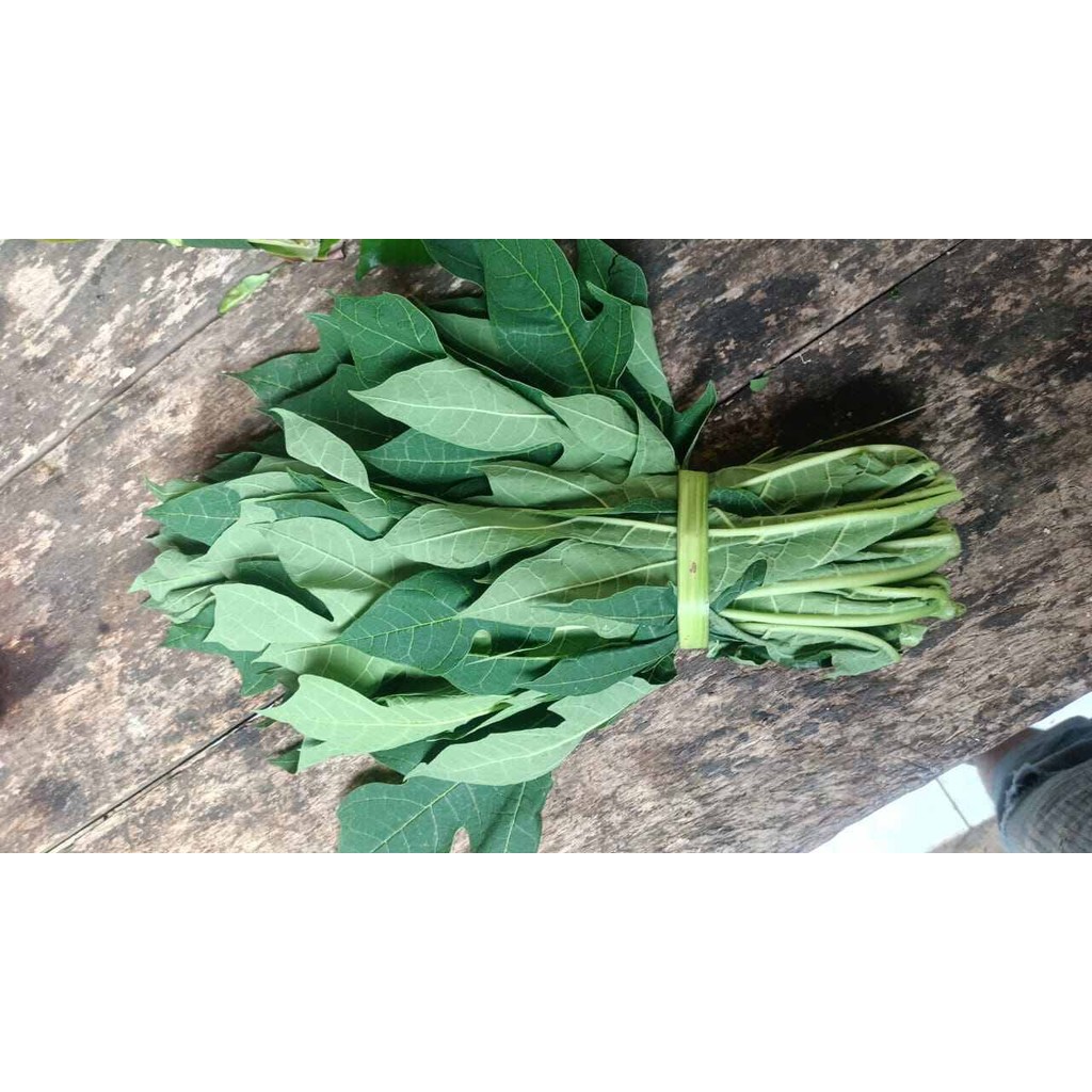 Jual Daun pepaya, lalap daun pepaya segar siap santap cocok untuk cocol ...