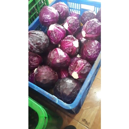 Jual kol ungu segar bisa kirim reguler 500gr | Shopee Indonesia