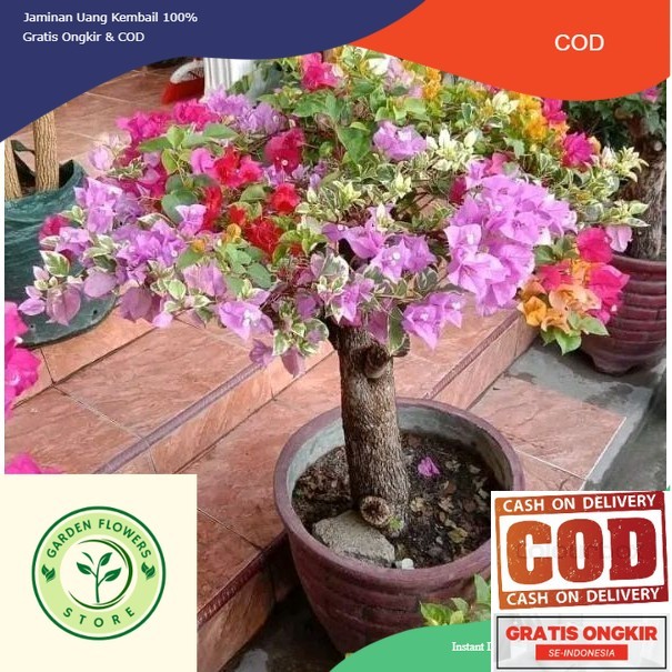 Jual Bibit Bugenvil Bougenville Mini Bonsai Batang Besar Pendek ( ID ...