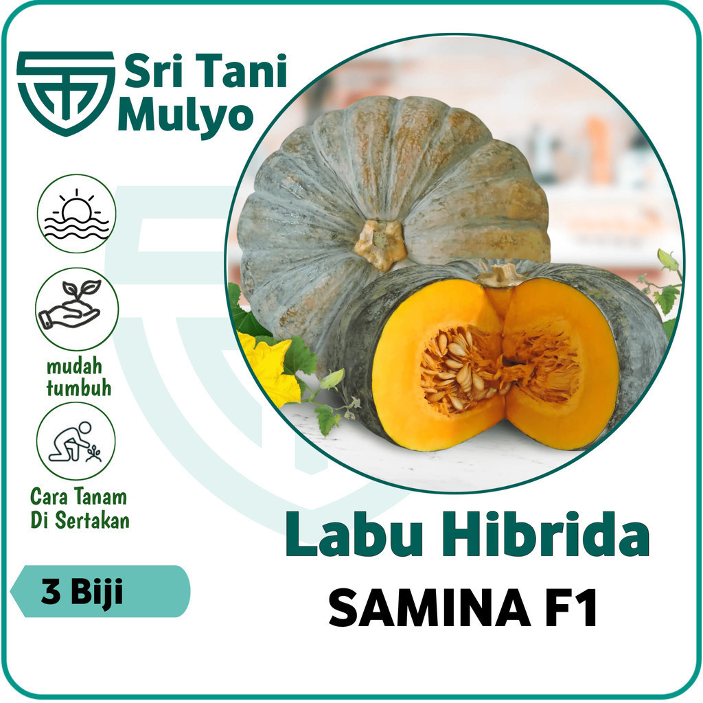 Jual 3 Biji - Benih Labu Hibrida SAMINA F1 - Labu Kuning - Benih Waluh ...