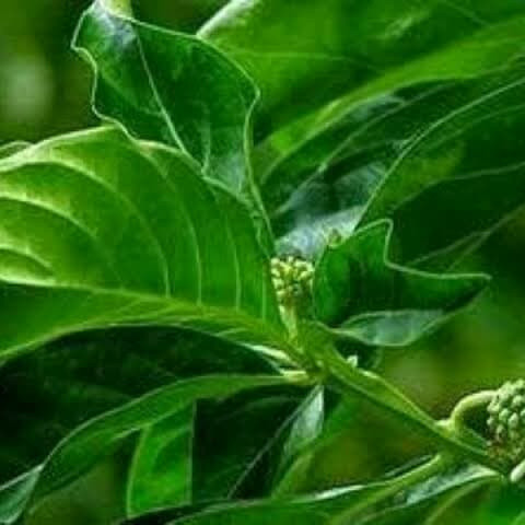 Jual Daun mengkudu/ Daun pace Segar 250gram COD | Shopee Indonesia