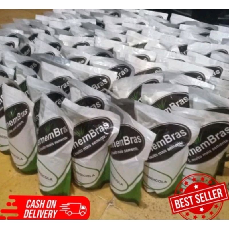 Jual Benih Rumput brachiara humidicola premium ( rendle ) schweick ...