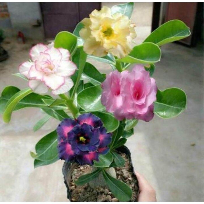 Jual NTS. POHON ADENIUM BUNGA TUMPUK 4 RUPA - KAMBOJA JEPANG | Shopee ...