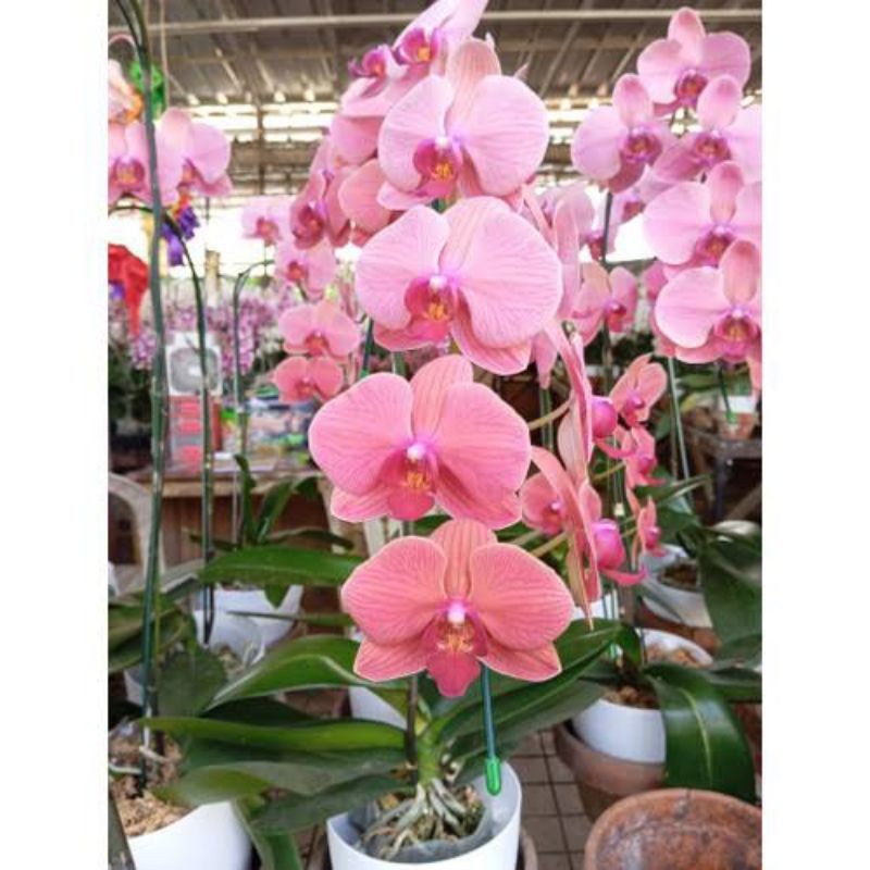 Jual ( BISA COD ) Tanaman Hias Anggrek Bulan Bunga Pink Super Besar ...