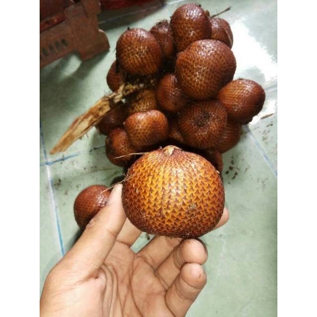 Jual Buah Salak Gula Bali 500 gram | Shopee Indonesia