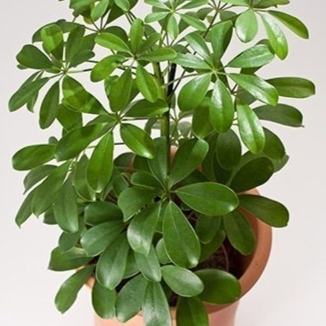 Jual tanaman hias Walisongo hijau | Shopee Indonesia