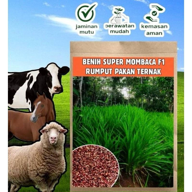 Jual Benih Rumput Super Mombaca F1 Ghine 1000biji Urban Farming Mombasa ...