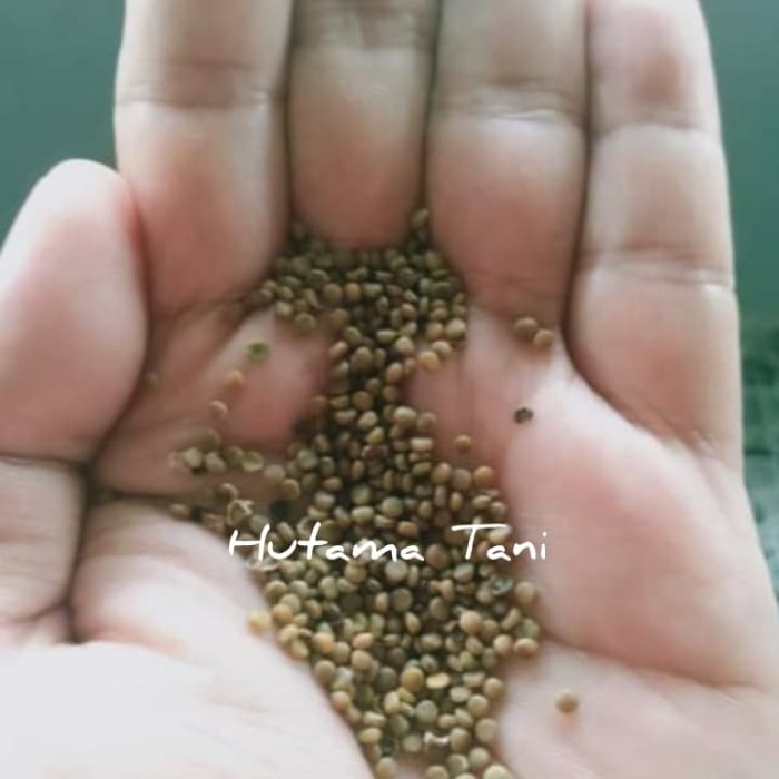 Jual Benih indigofera (indigofera tinctoria) 1000 gr | Shopee Indonesia