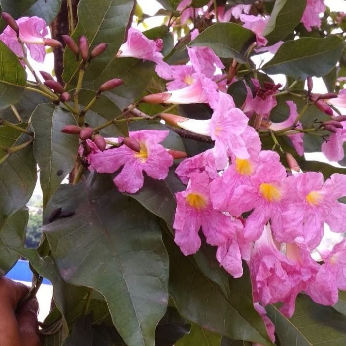 Jual pohon tabebuya bunga pink siap berbunga tinggi 1 meter lebih ...