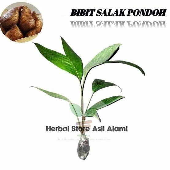 Jual Bibit salak pondoh super unggul/bibit pohon salak ready stok ...