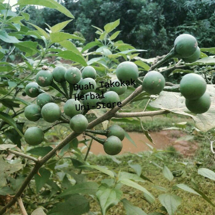 Jual 1kg buah takokak / tekokak terung pipit (Solanum Torvum) | Shopee ...