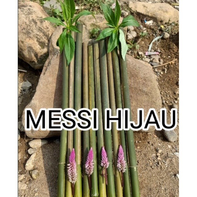 Jual Mainan tradisyonal pletokan Tembakan Bambu R2 | Shopee Indonesia