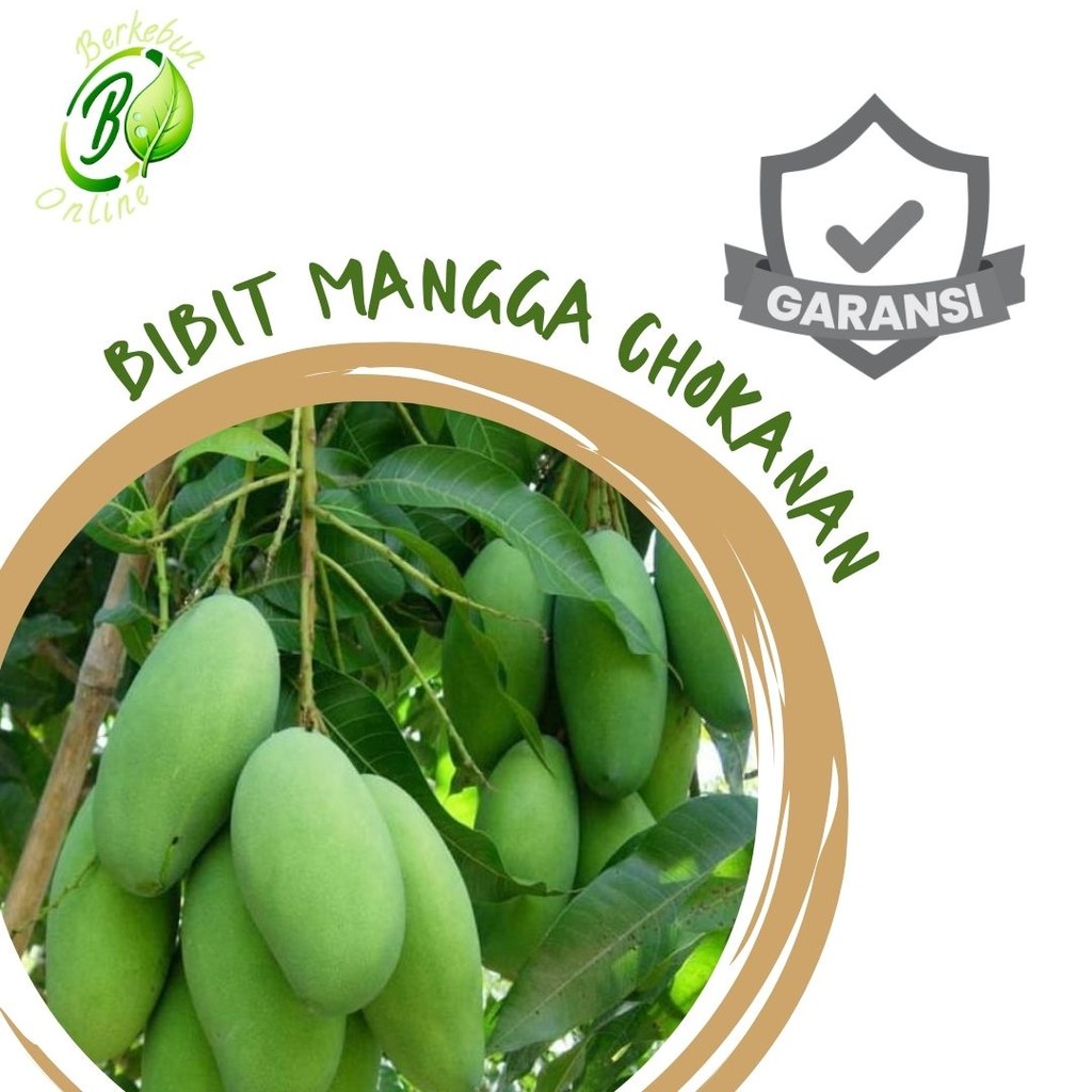 Jual Bibit Mangga Chokanan Cokanan Tanaman Bibit Buah Mangga Chokanan ... Jual Bibit Mangga Chokanan Cokanan Tanaman Bibit Buah Mangga Chokanan ...