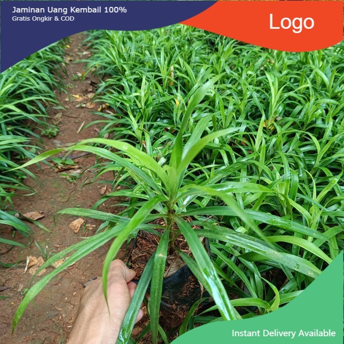 Jual Tanaman Hias Suji belut hijau - Pohon Suji Belut Vertical garden | Shopee Indonesia