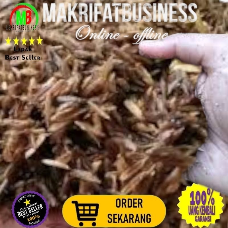 Jual IMRON PRIBADI Paket 10 Kg SEKAM PADI ALAS KANDANG AYAM FULL ...
