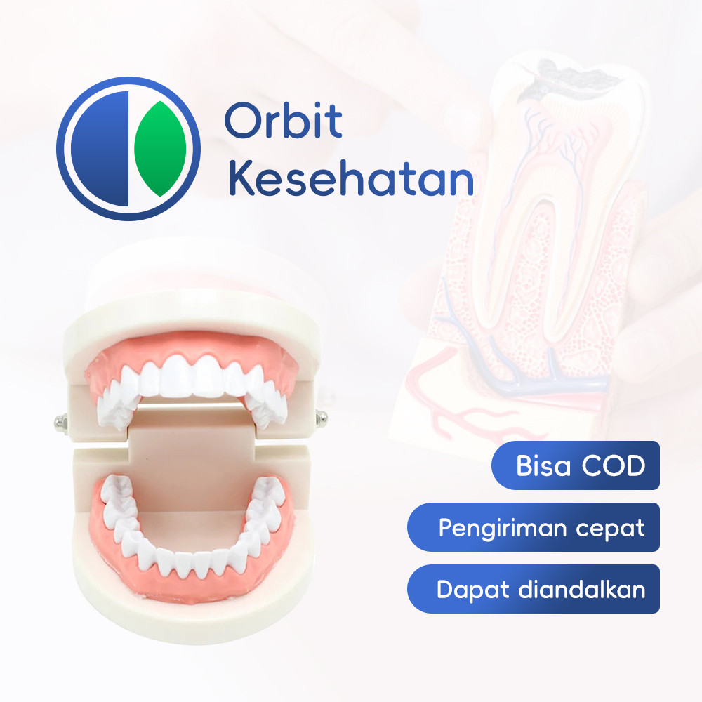 Jual Dental Model Study high quality Patung Gigi Phantom Dental Alat ...