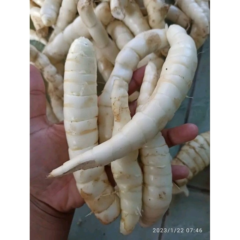 Jual UMBI GARUT SEGAR TERIGU UMBI GARUT SEGAR 1KG FRESH | Shopee Indonesia