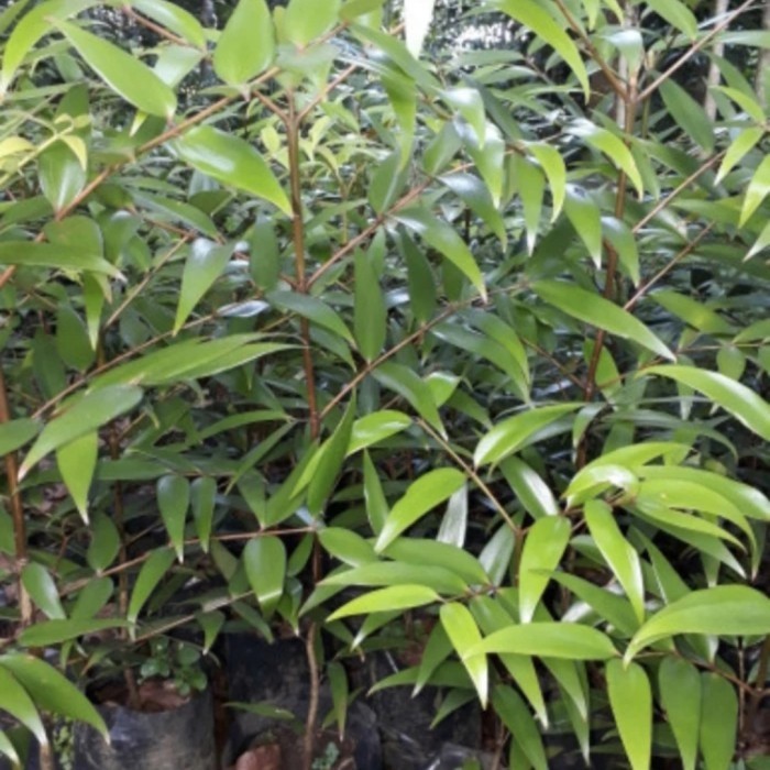 Jual bibit pohon kayu damar unggulan | Shopee Indonesia