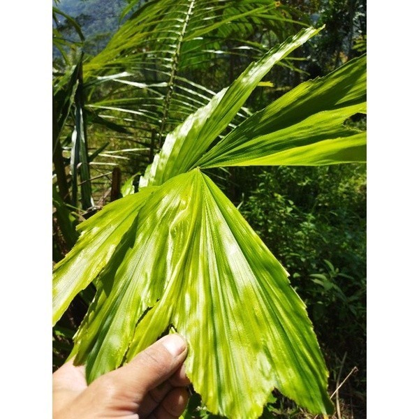 Jual Daun aren segar muda 500G RAM | Shopee Indonesia